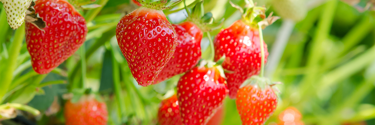 Fruit Focus 2019