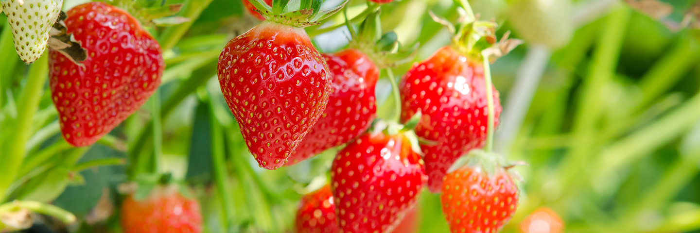 Strawberry crown rot (Phytophthora Cactorum) in plants (Non-Symptomatic)