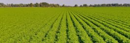Alternaria spp. Seed Test