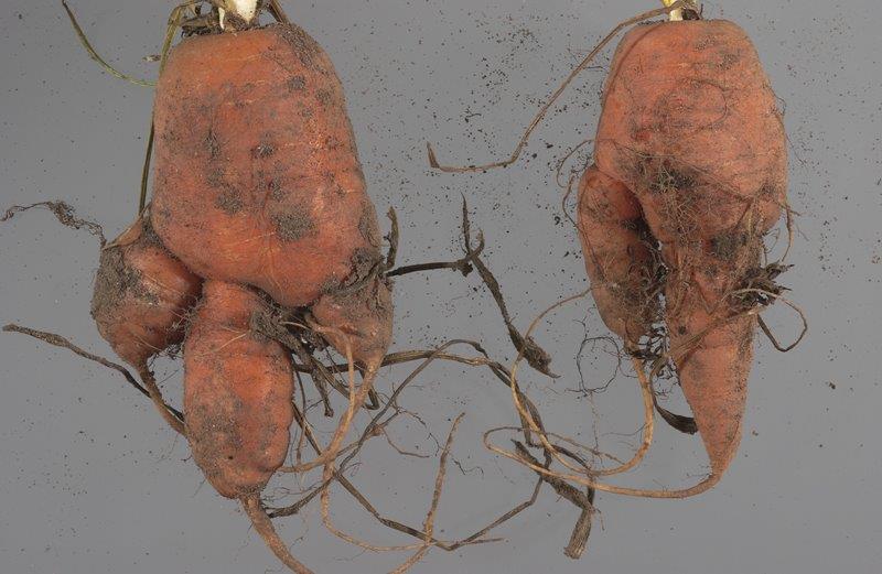 Virus-vector nematodes from soil: Stubby Root