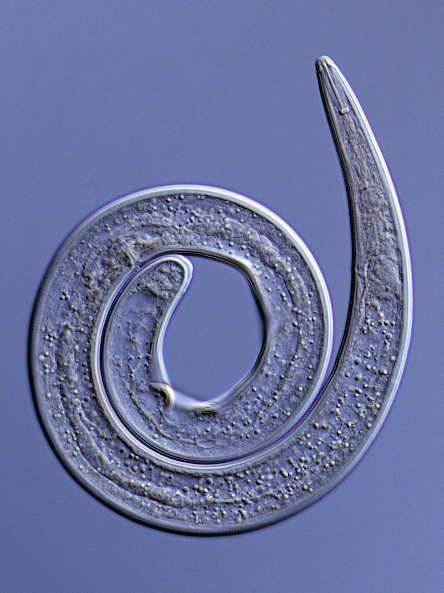 General free-living plant-parasitic nematodes from soil: Free-Living ...
