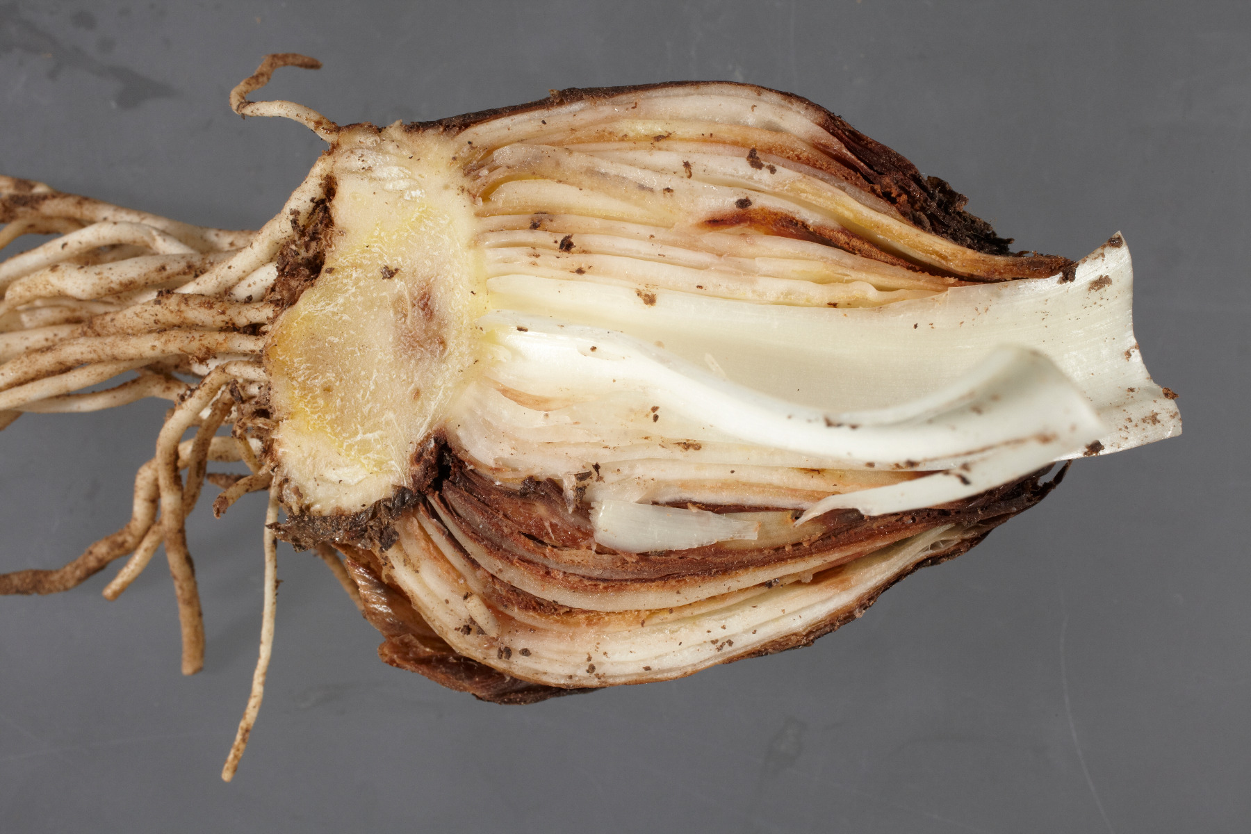 Stem Nematode Detection