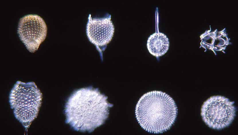 OECD 201 Guideline | Fera Science